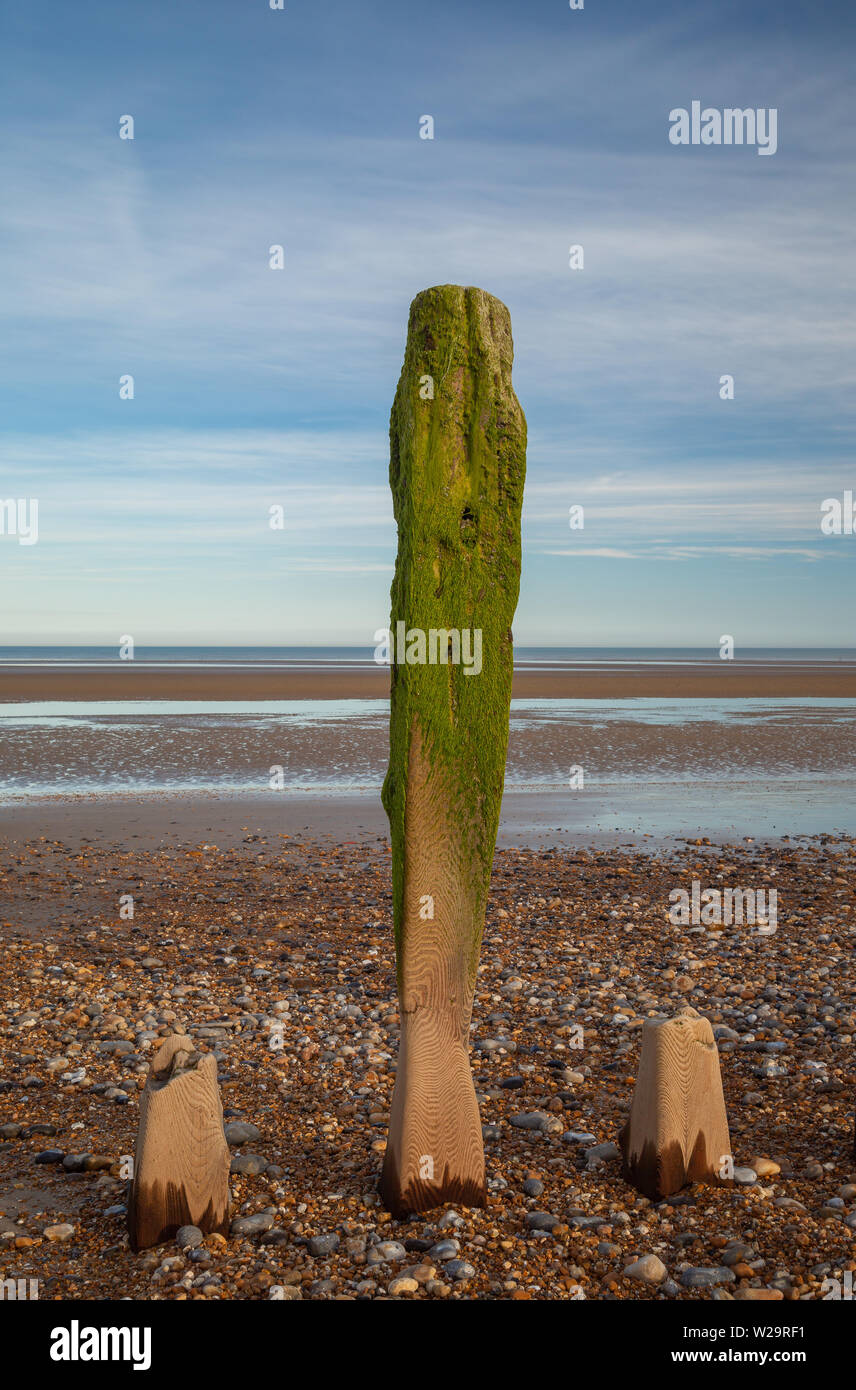 Old wooden groynes in the shingle on Rye Harbour Nature Reserve beach ...
