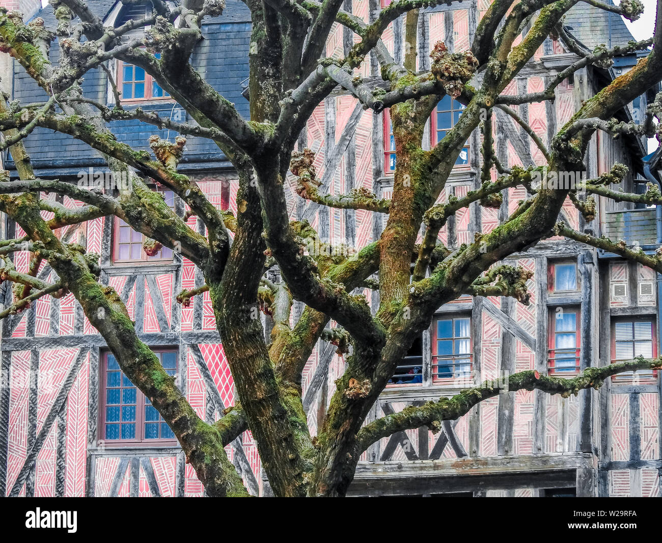 Medieval half-timbered building with old tree covered in green brown ...