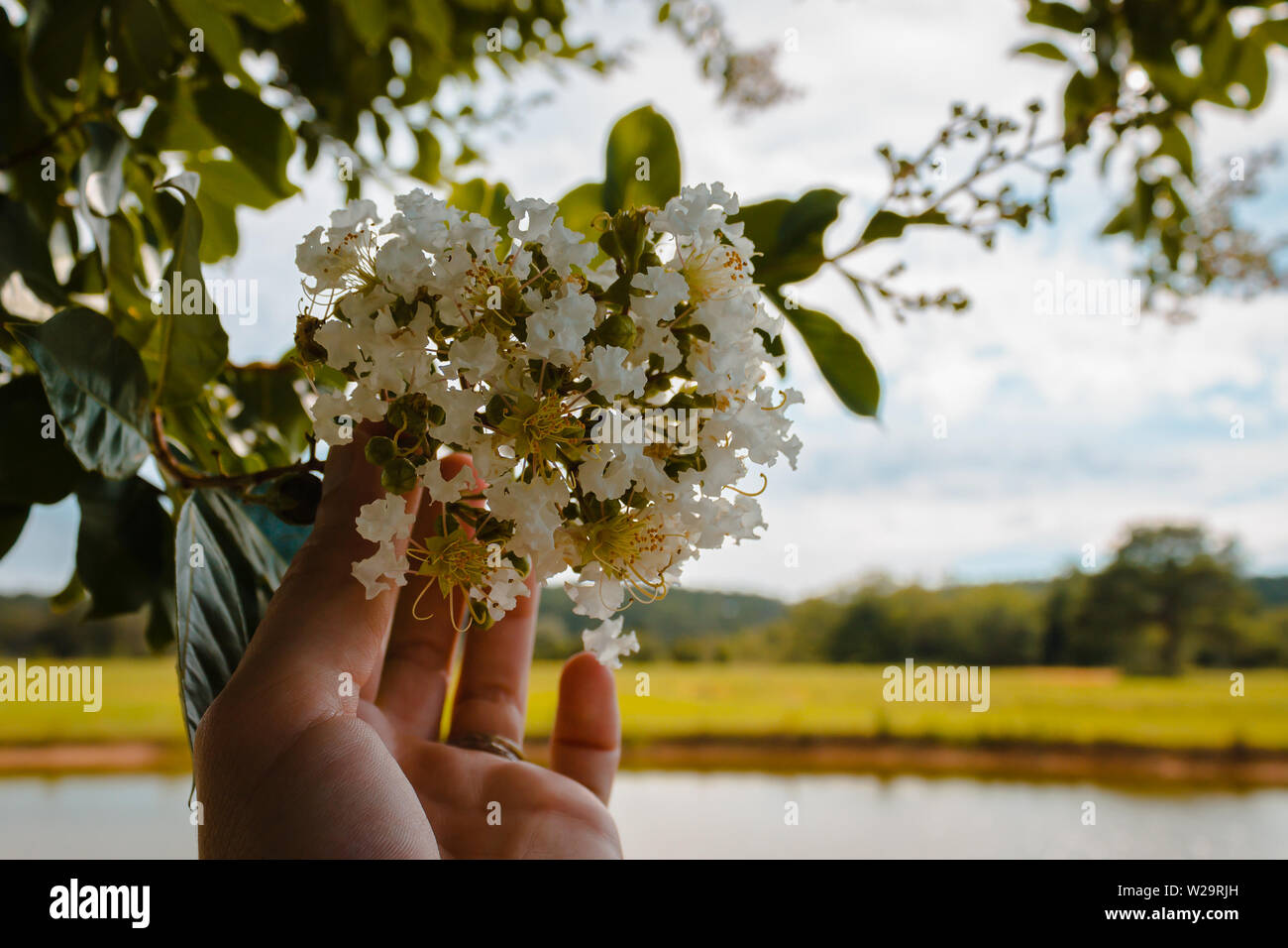 Hand holding a blossoming branch from a tree Stock Photo - Alamy