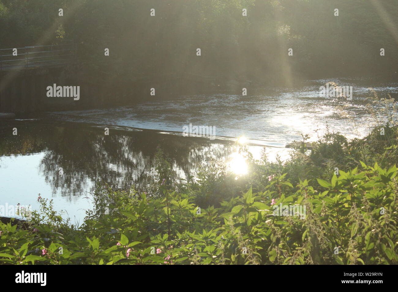 Bright shrubs hi-res stock photography and images - Alamy