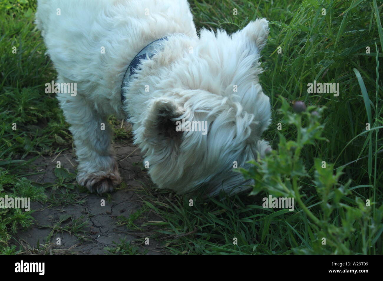 Westie in the grass hi-res stock photography and images - Alamy