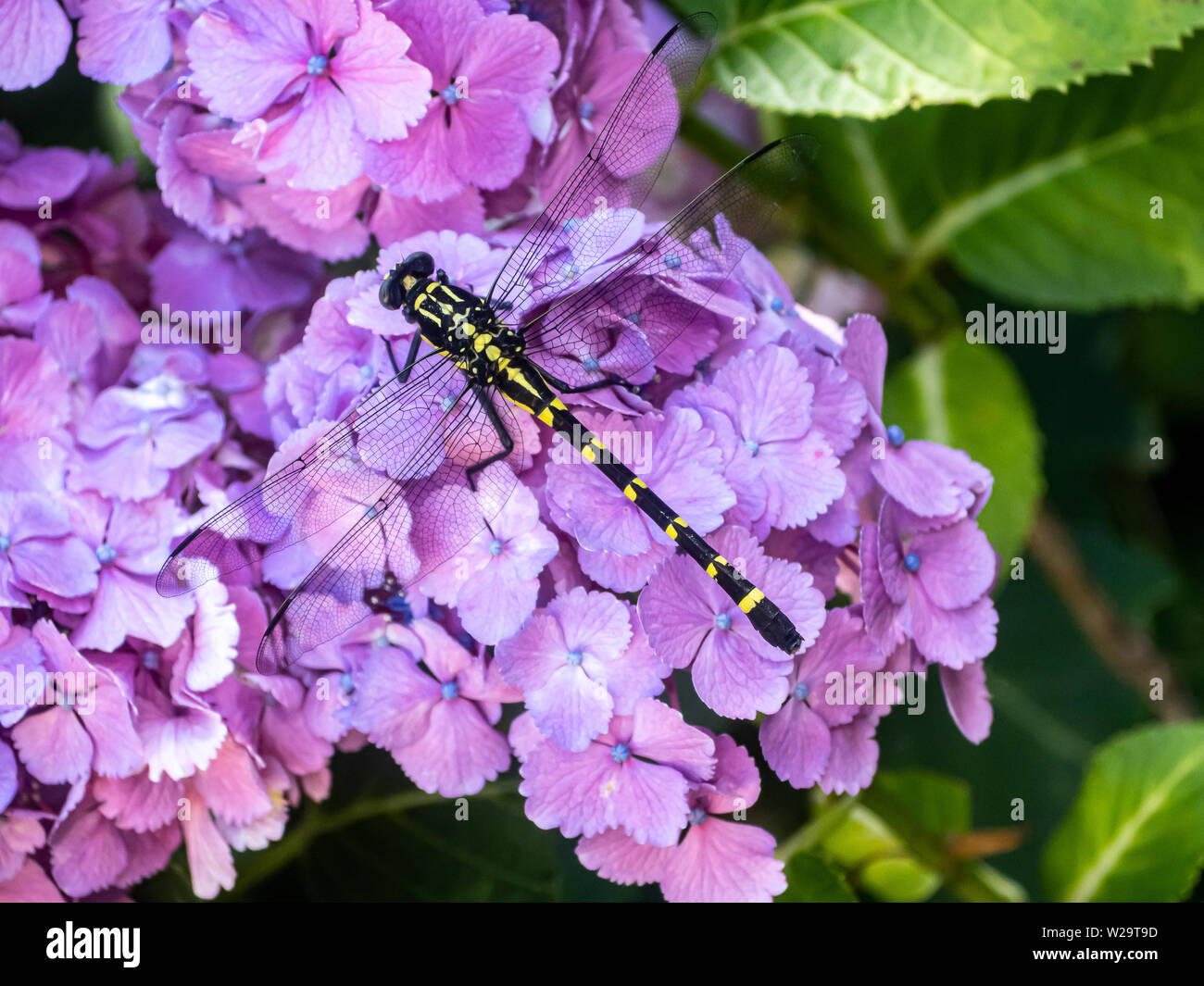 A Japanese variant of the common clubtail dragonfly, Ictinogomphus ...