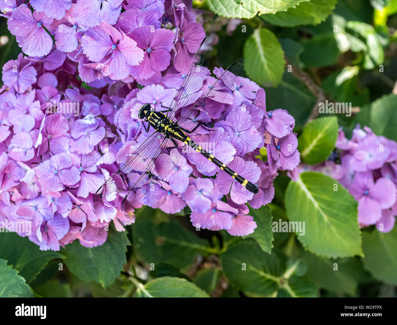 A Japanese variant of the common clubtail dragonfly, Ictinogomphus ...