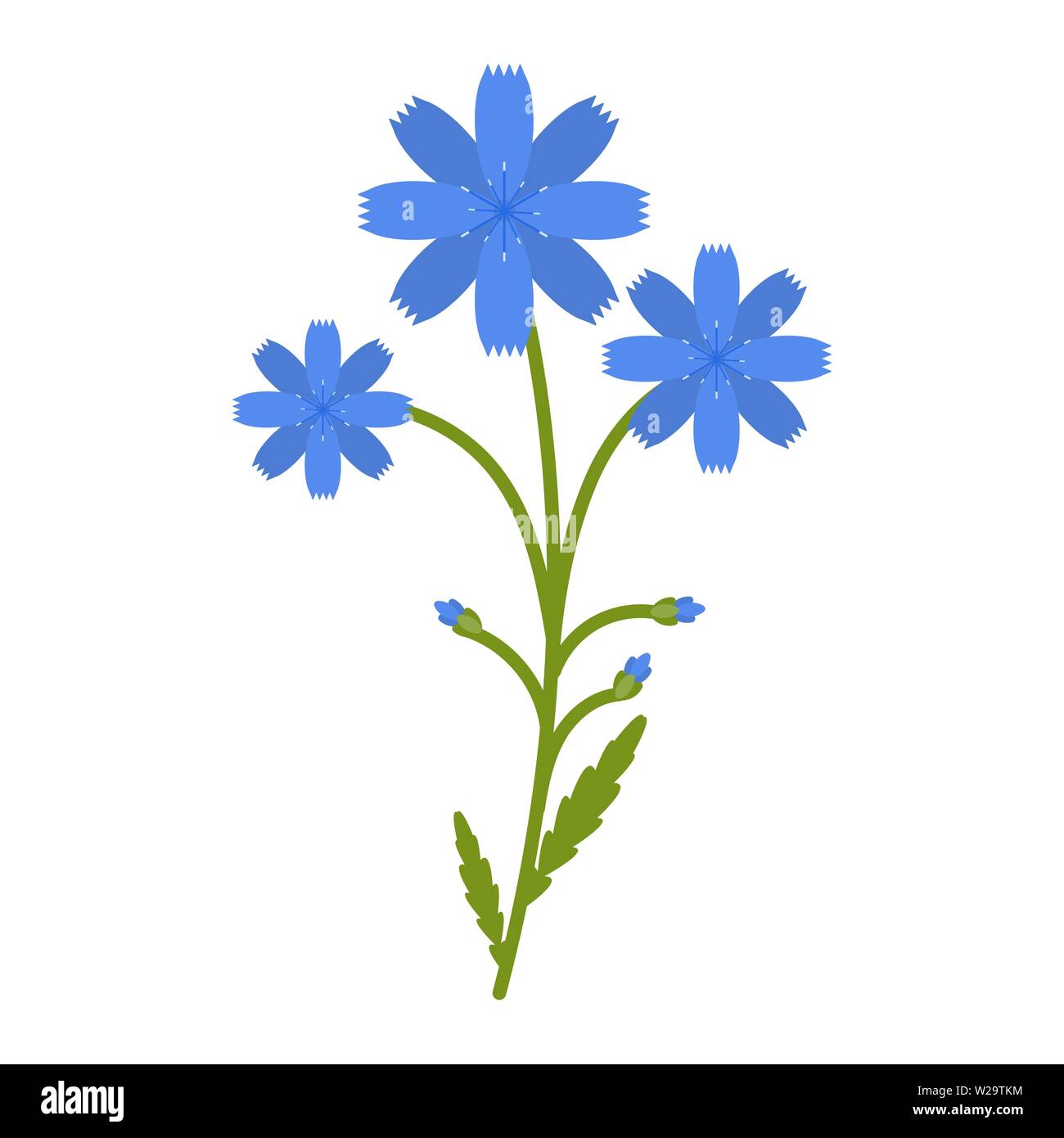 Chicory flower flat icon, wild flowers, plant vector illustration ...