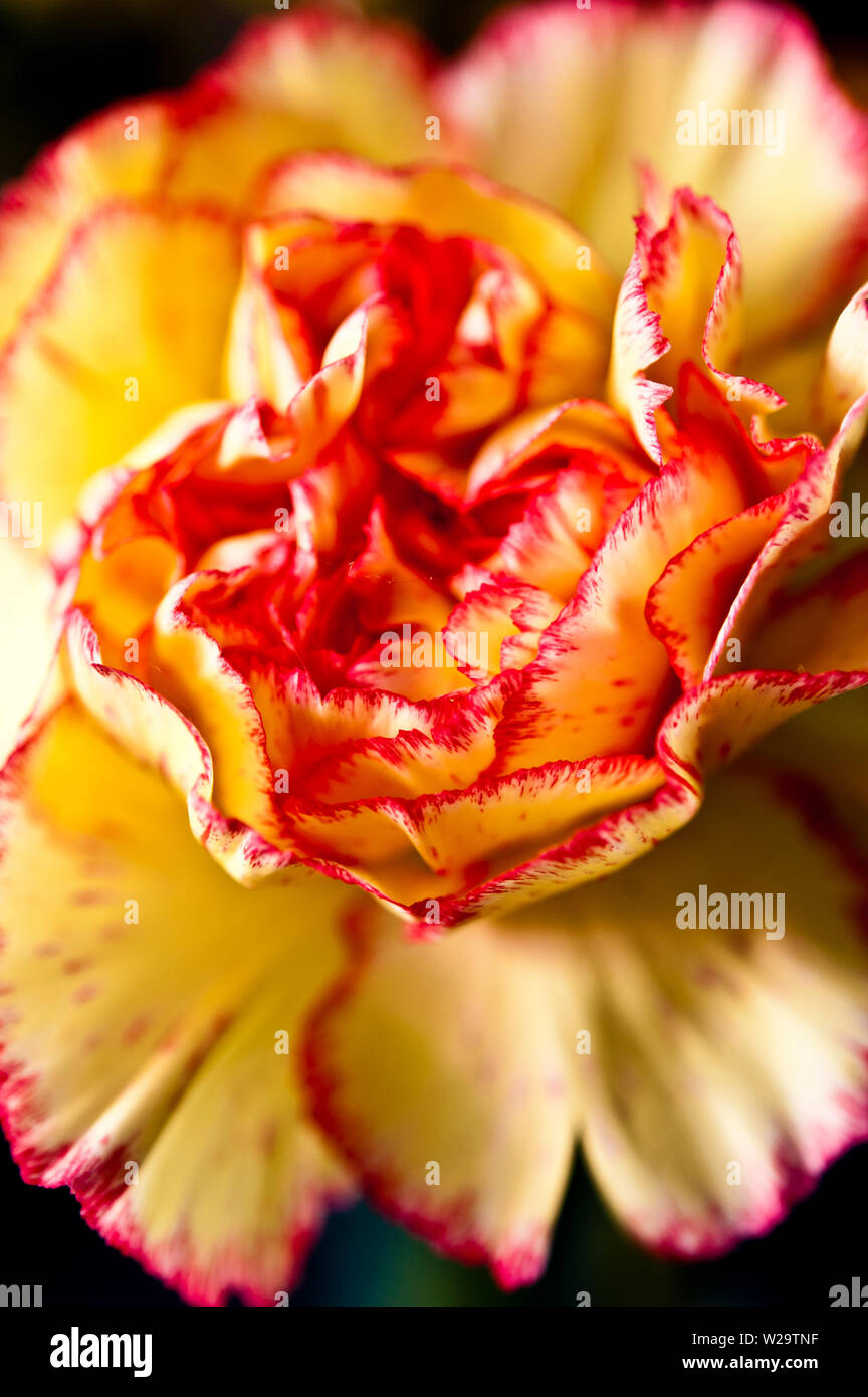 Carnation Petals High Resolution Stock Photography and Images - Alamy