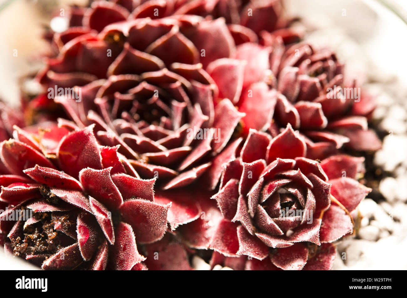 Plants with succulent leaves hi-res stock photography and images - Alamy