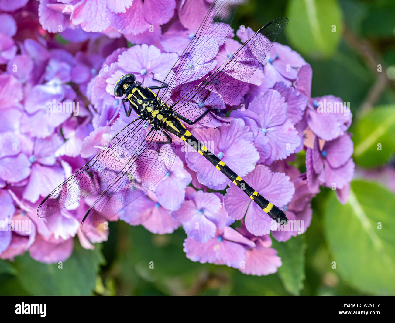 Common clubtail dragonfly hi-res stock photography and images - Alamy