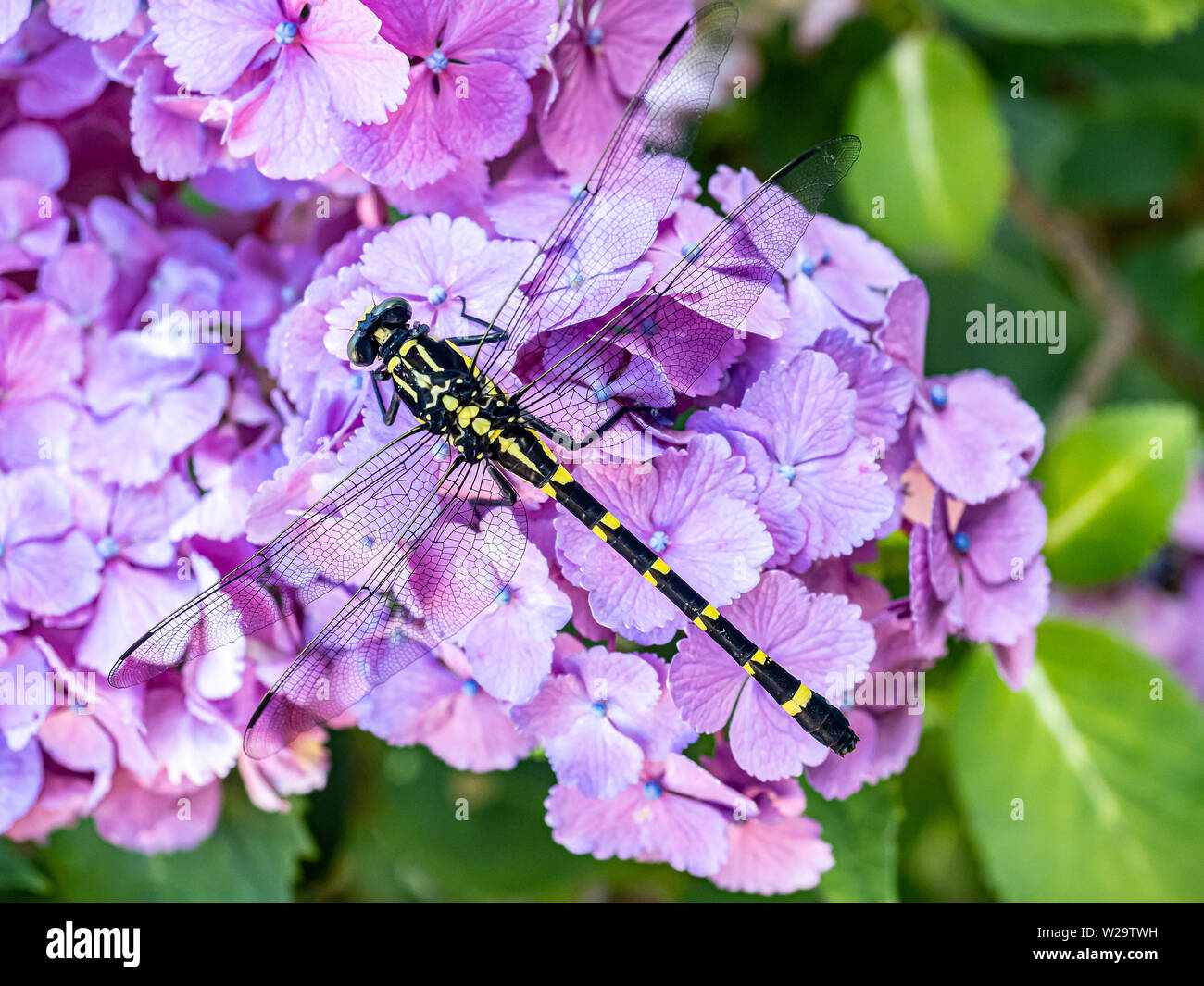 Common flangetail hi-res stock photography and images - Alamy