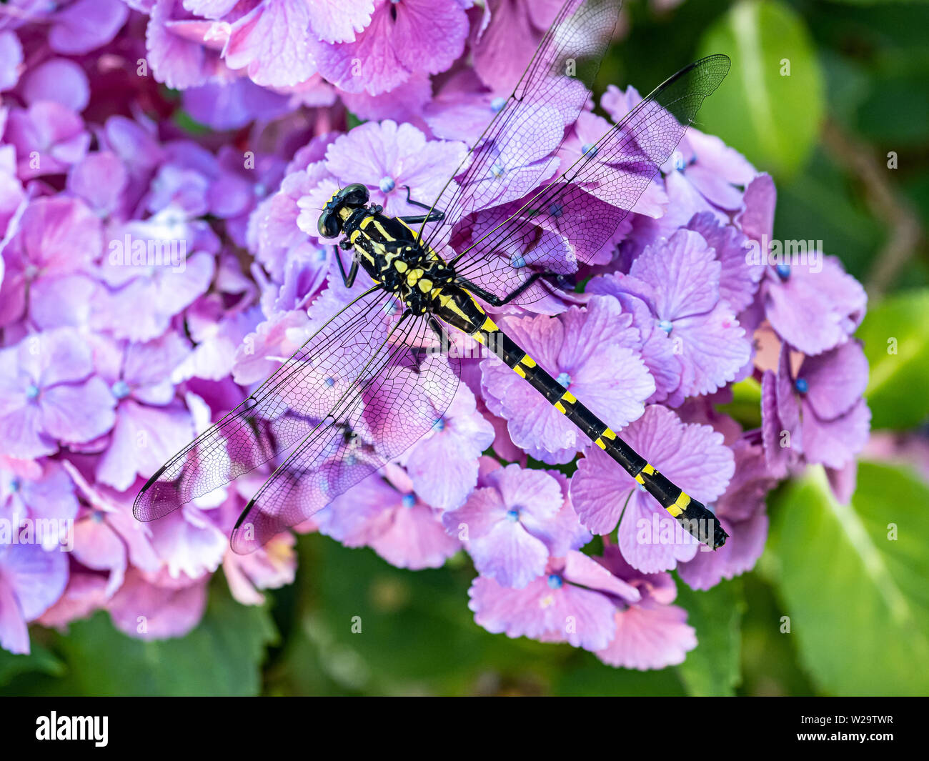 A Japanese variant of the common clubtail dragonfly, Ictinogomphus ...