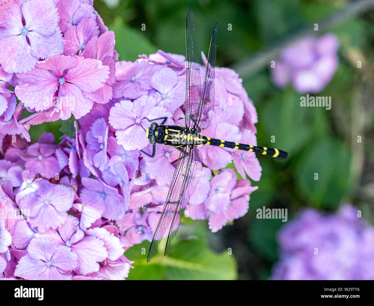 A Japanese variant of the common clubtail dragonfly, Ictinogomphus ...