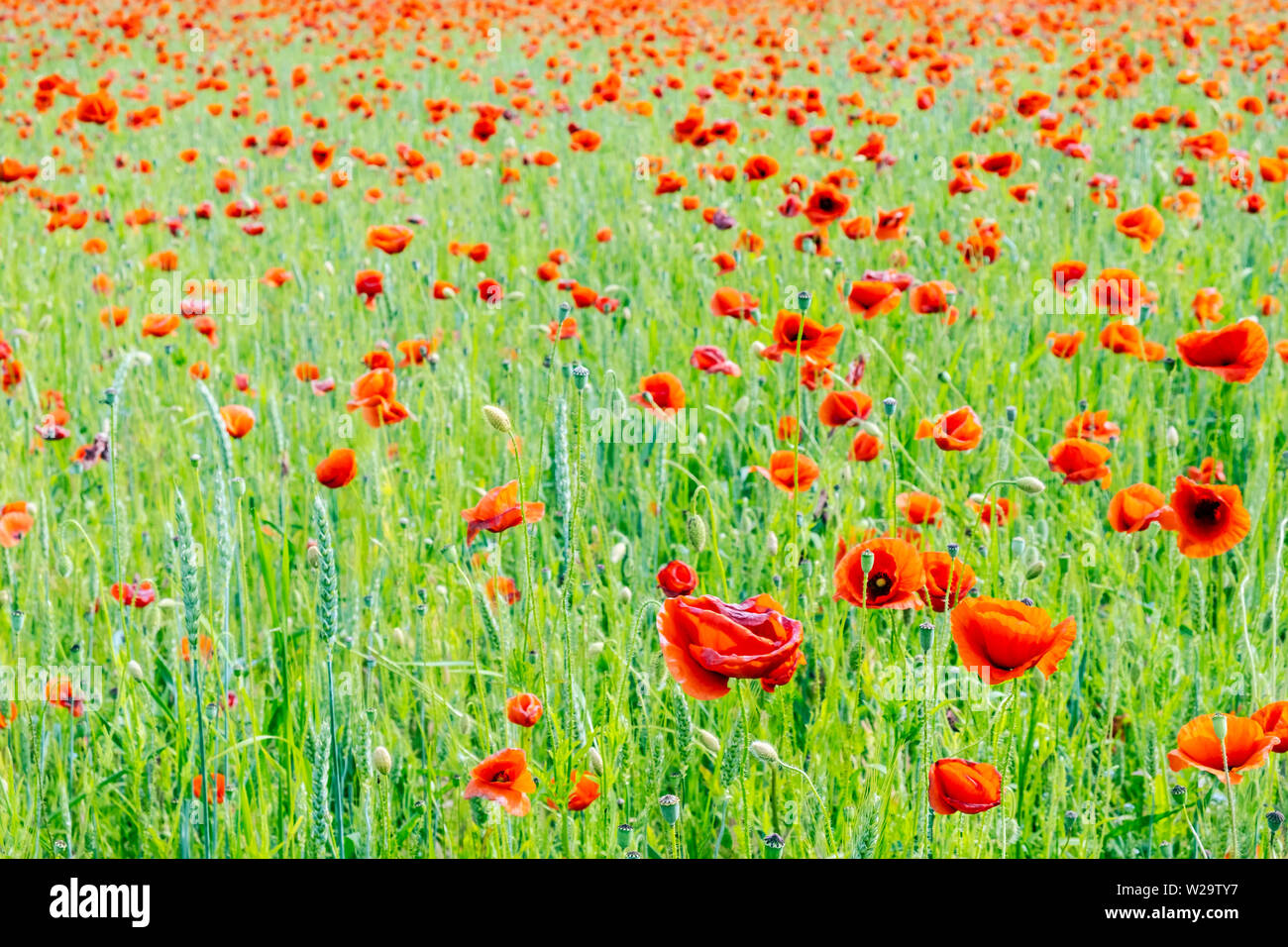 Field of common poppy - papaver rhoeas. Seasonal natural scene. Beauty ...