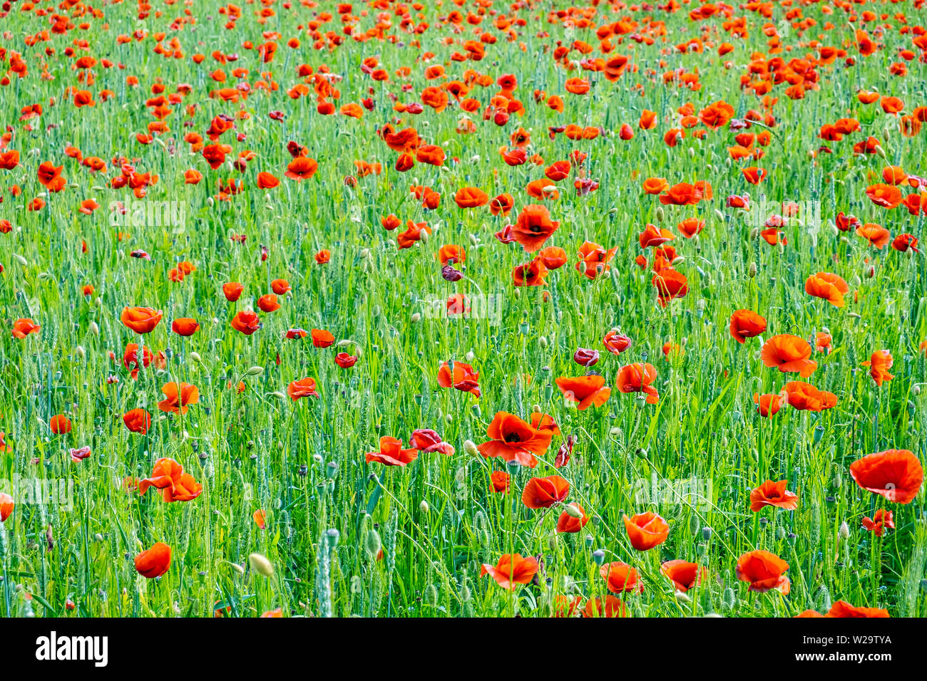Field of common poppy - papaver rhoeas. Seasonal natural scene. Beauty ...
