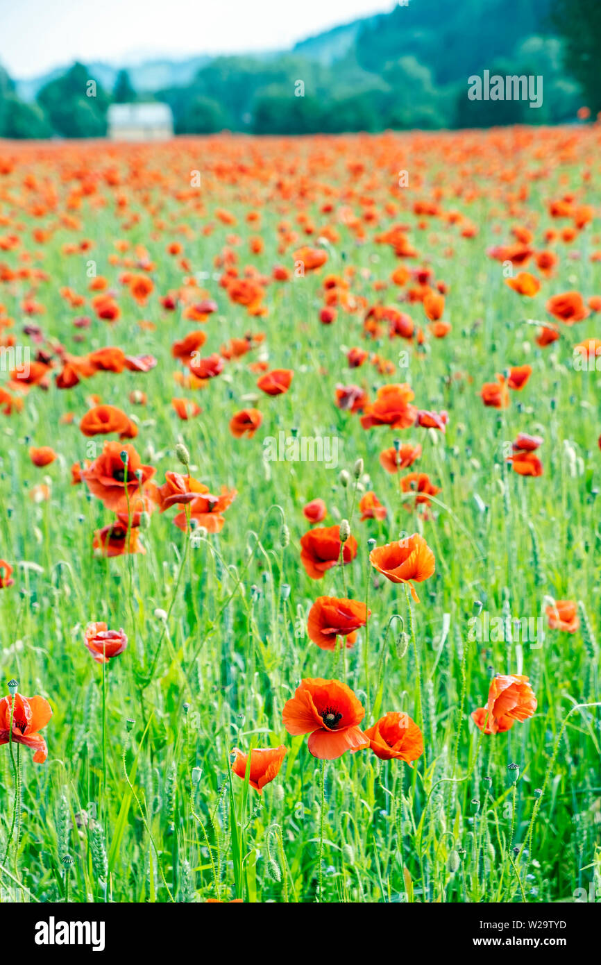 Field of common poppy - papaver rhoeas. Seasonal natural scene. Beauty ...