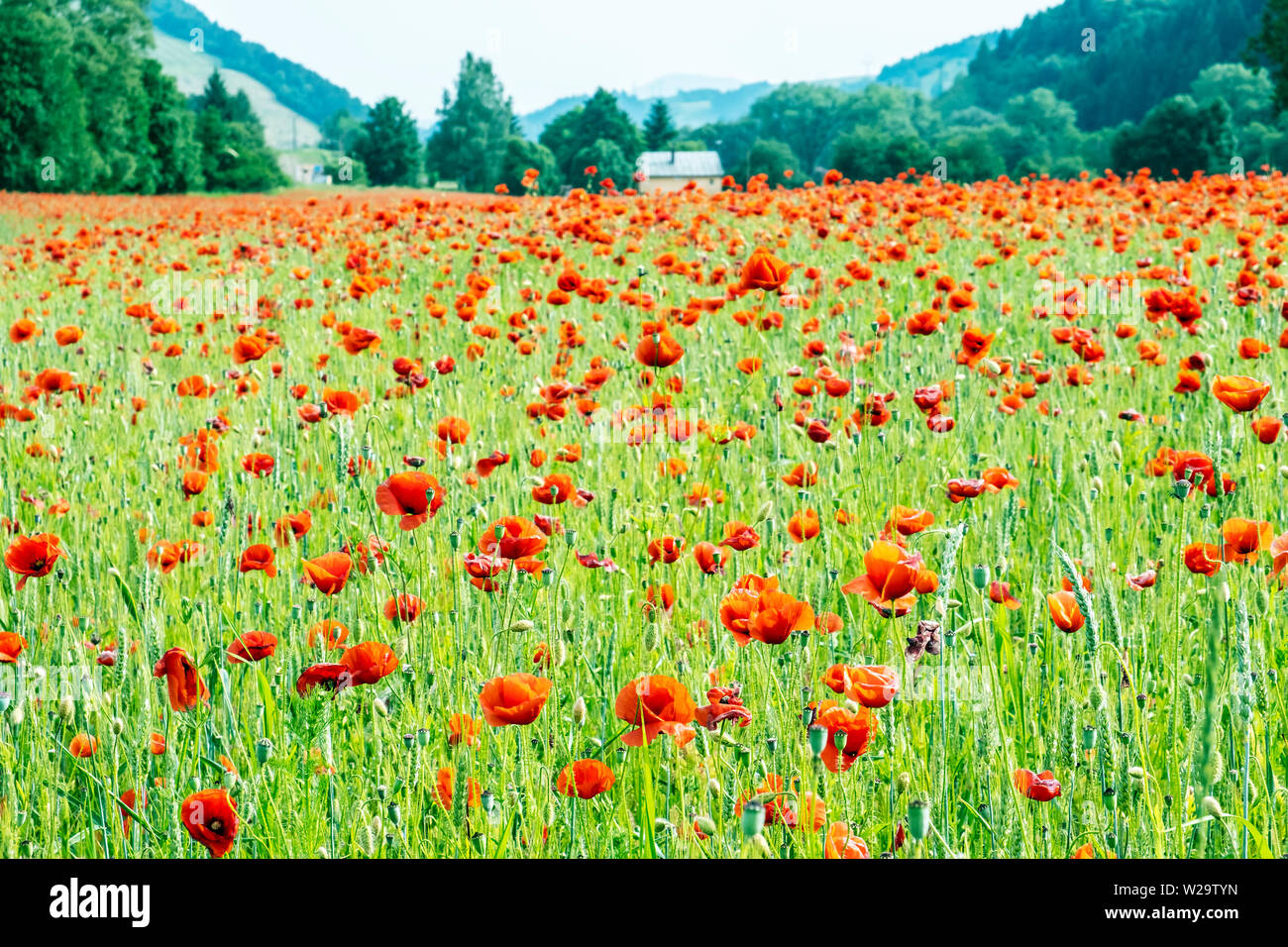Field of common poppy - papaver rhoeas. Seasonal natural scene. Beauty ...