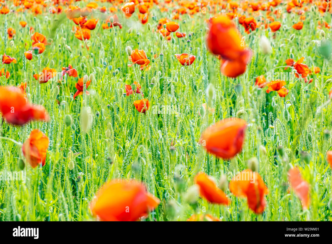 Field of common poppy - papaver rhoeas. Seasonal natural scene. Beauty ...