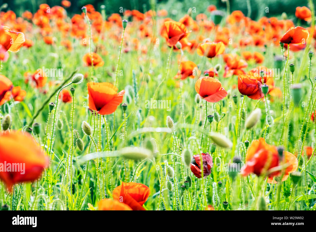 Field of common poppy - papaver rhoeas. Seasonal natural scene. Beauty ...