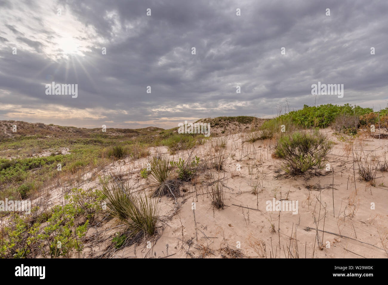 Monahans sandhills state park hi-res stock photography and images - Alamy