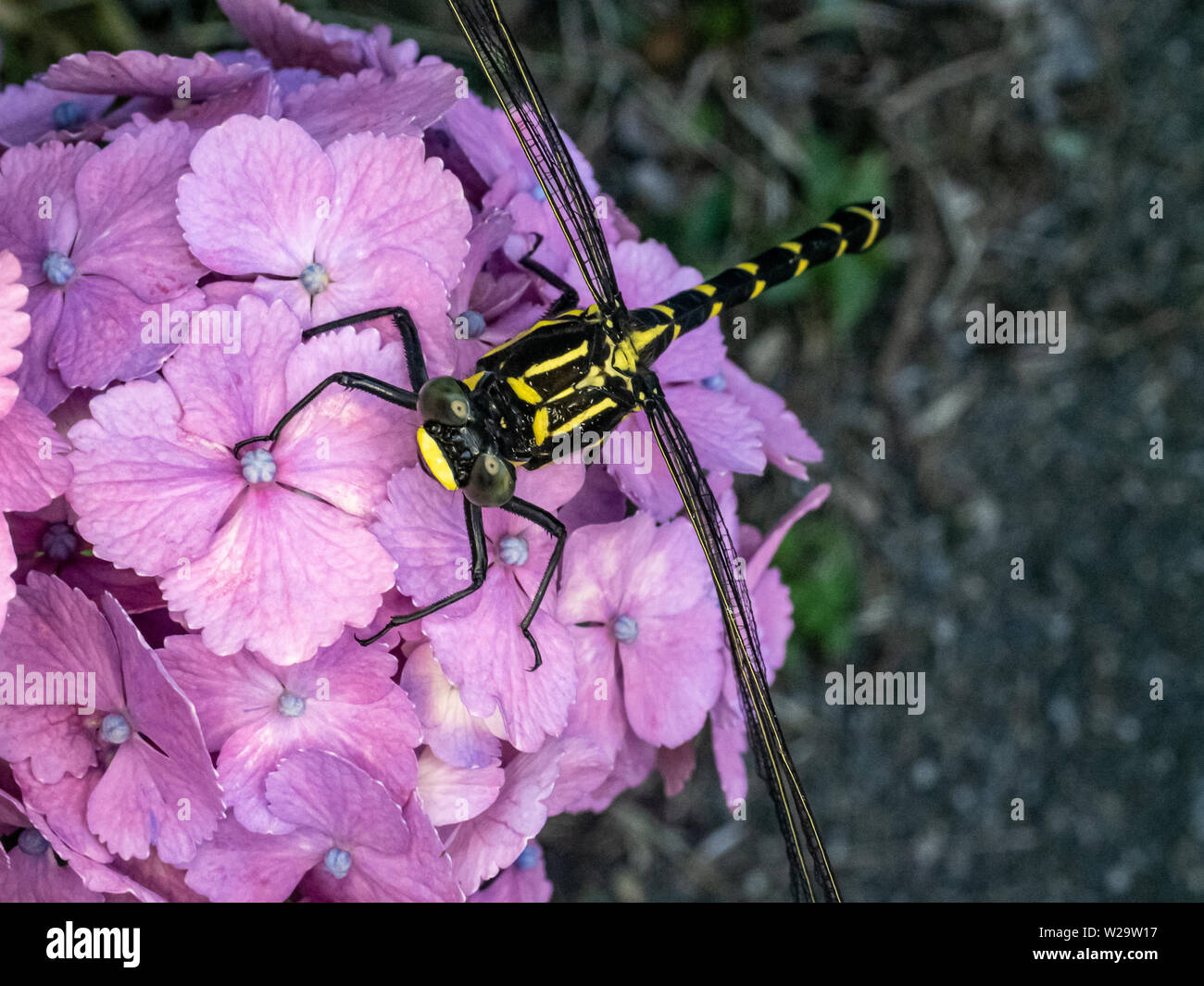 A Japanese variant of the common clubtail dragonfly, Ictinogomphus ...