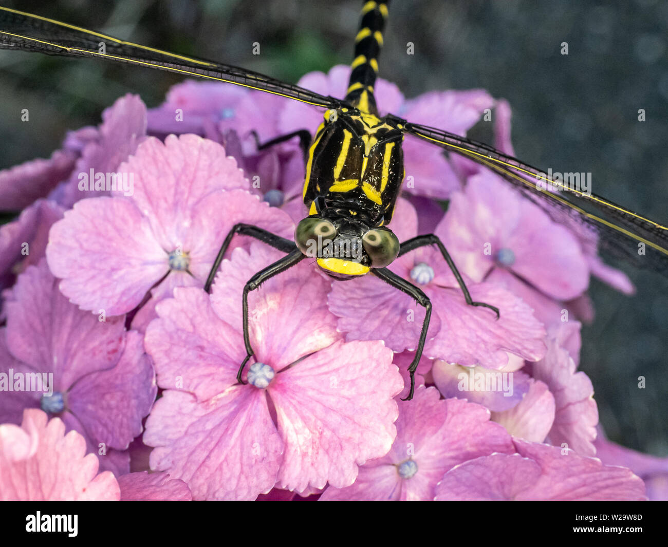 A Japanese variant of the common clubtail dragonfly, Ictinogomphus ...
