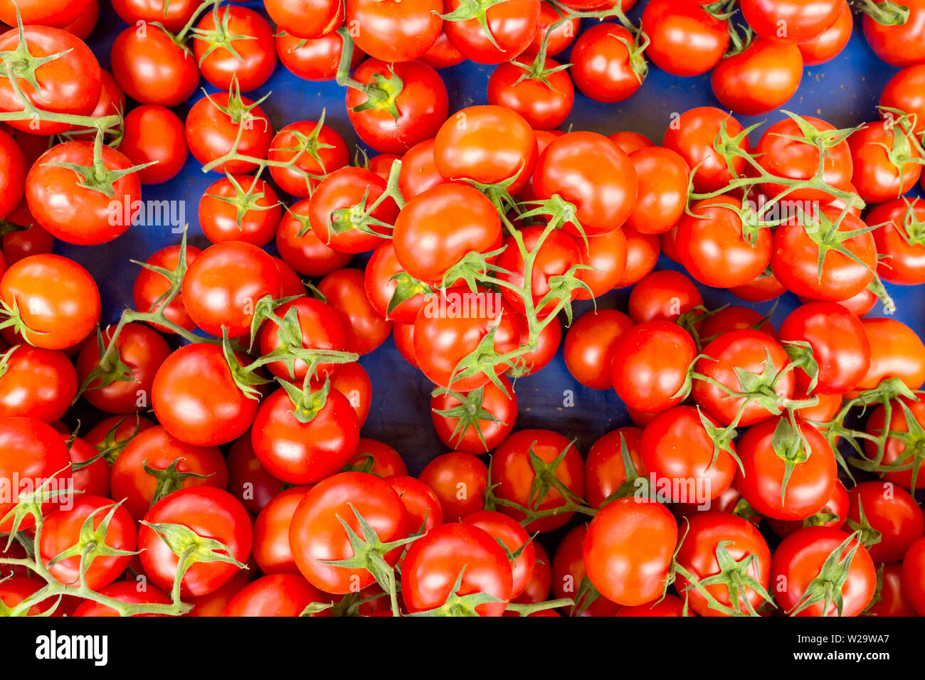 Tomato tomatoes tomatos fruit fruits food hi-res stock photography and ...