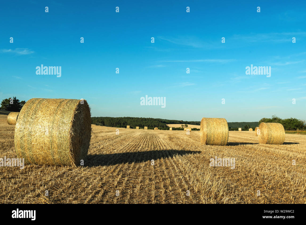 Summer harvest. Bales of hay lying on a mowed field with a forest in ...