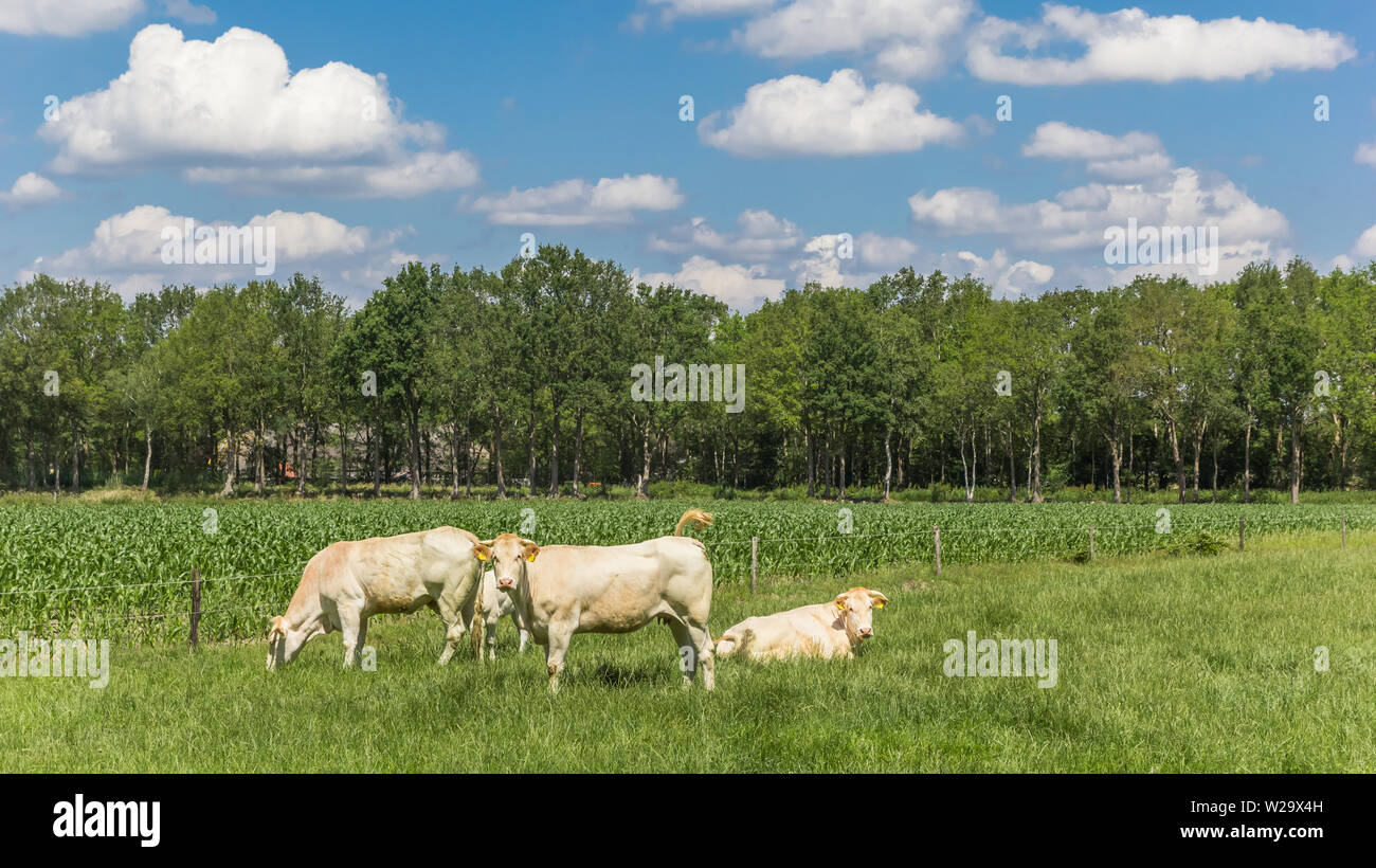 Blonde d Aquitaine cows in the landscape of Drenthe, Netherlands Stock ...