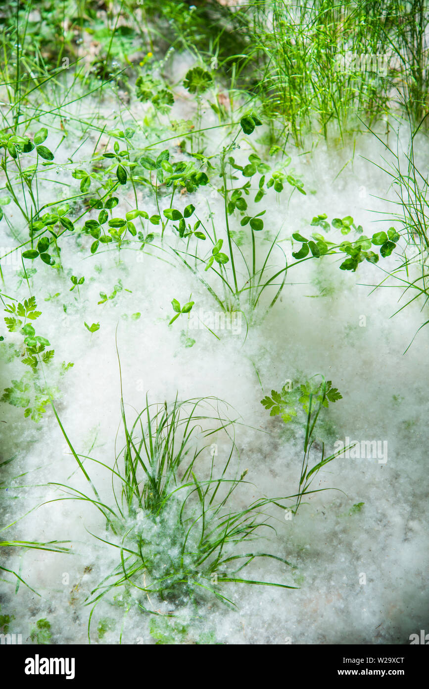 Covered pollen hi-res stock photography and images - Alamy