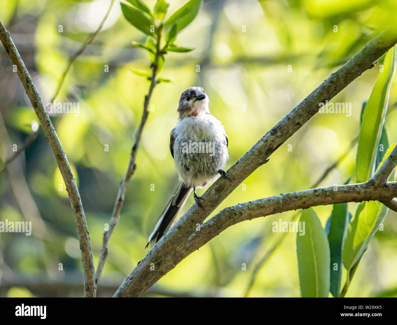 A Japanese long-tailed bushtit ,Aegithalos caudatus trivirgatus ...