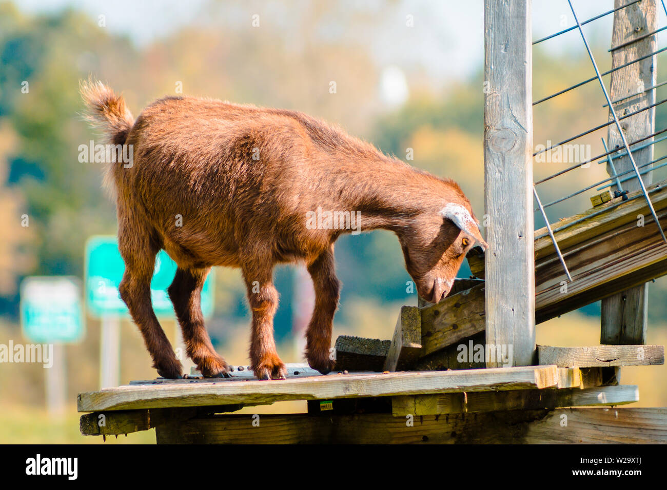 Baby goat climbing a structure on a farm Stock Photo - Alamy