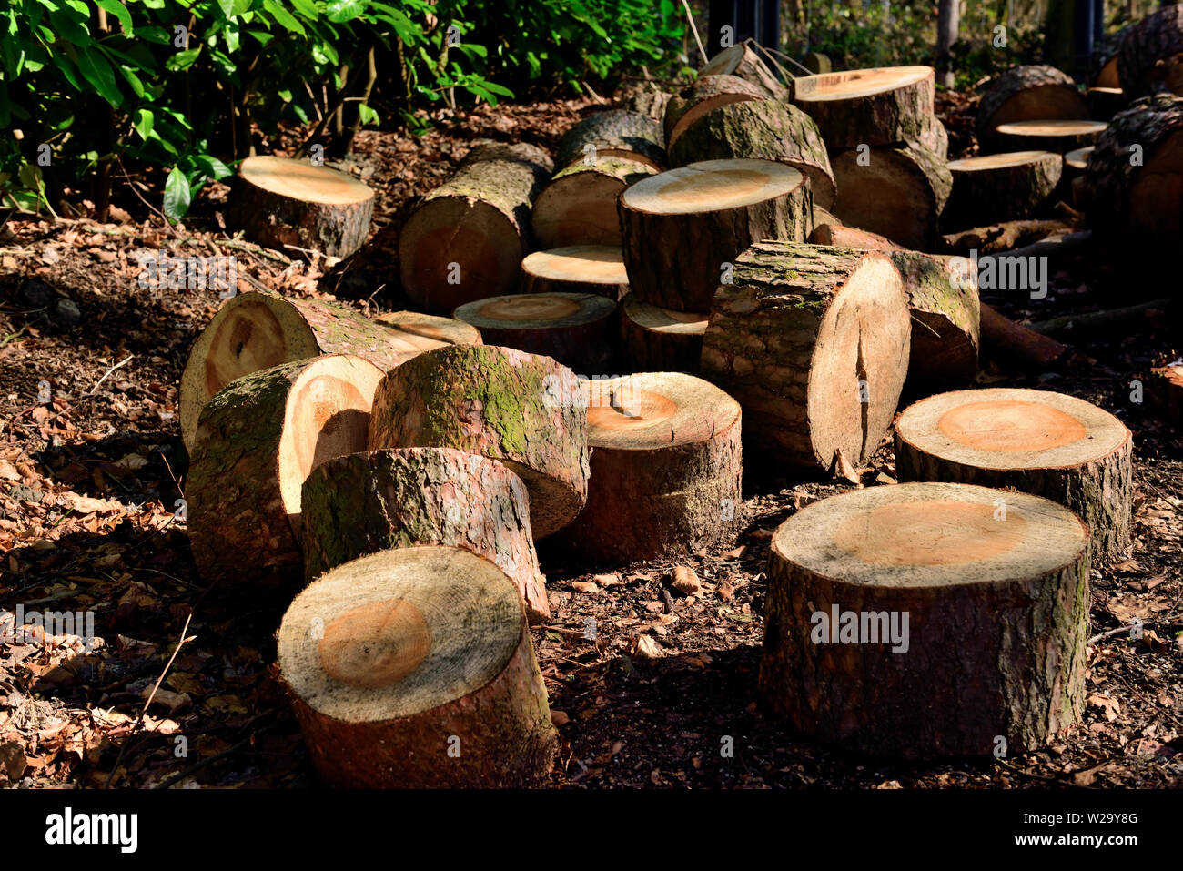 A pile of sawn logs Stock Photo - Alamy