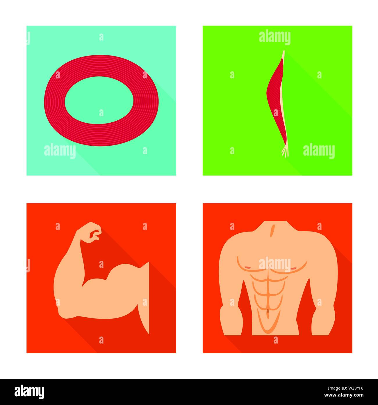 Vector illustration of muscle and cells logo. Set of muscle and anatomy ...