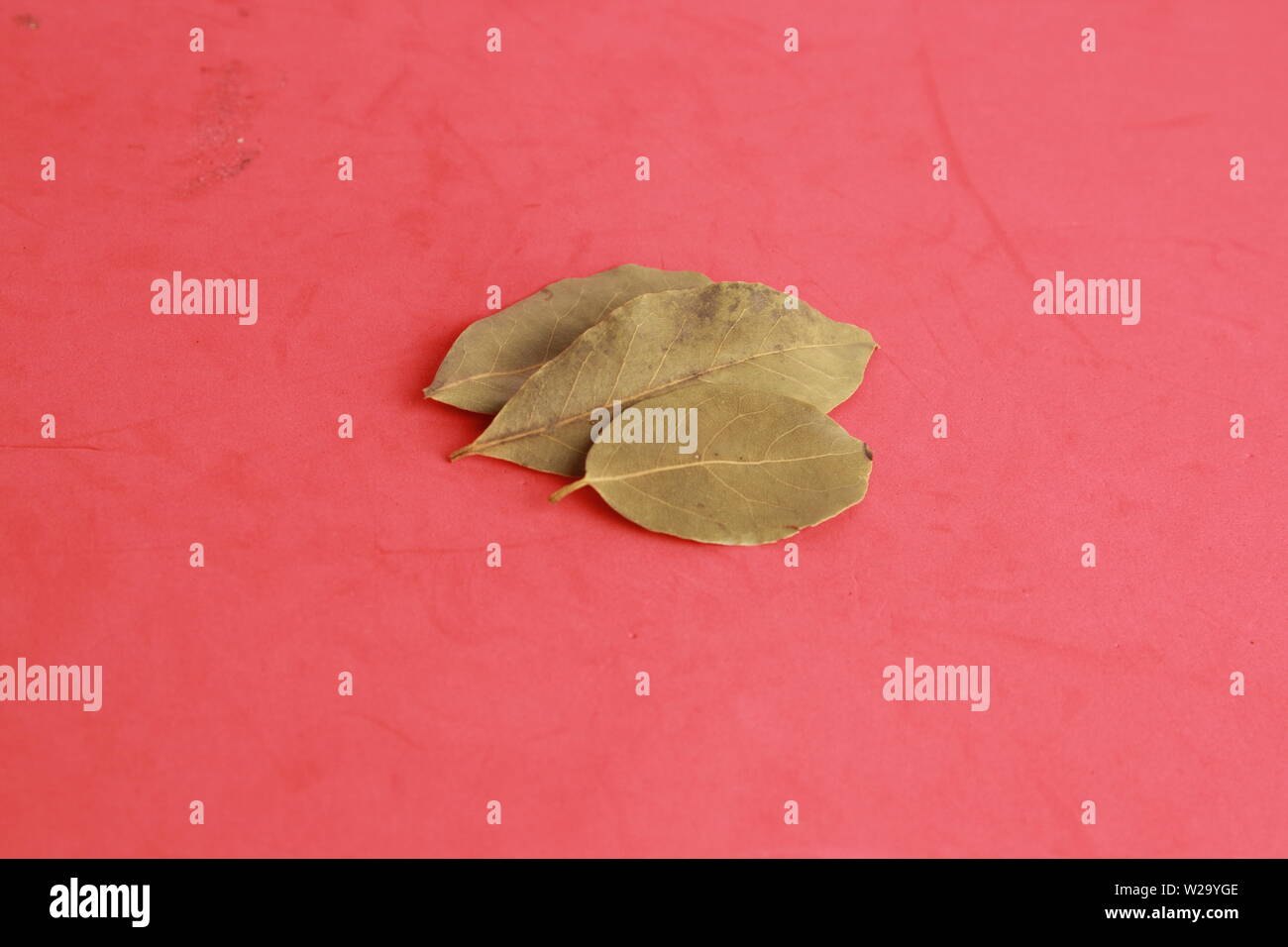 bay leaves in colorful background Stock Photo - Alamy