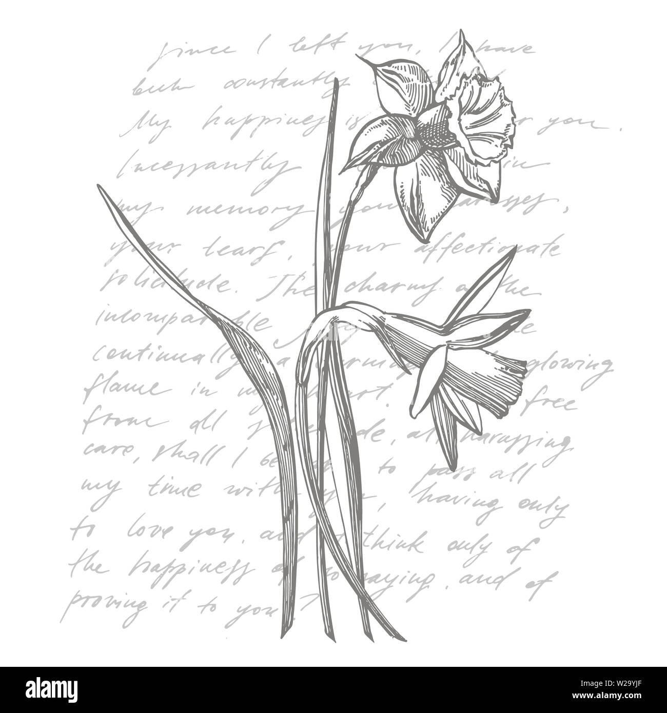 Daffodil Pencil Drawing