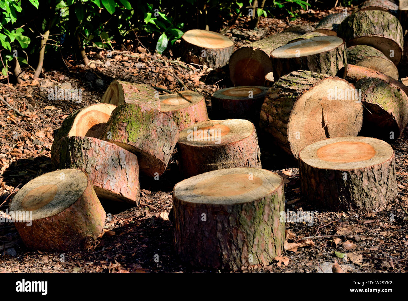 Smooth logs hi-res stock photography and images - Alamy
