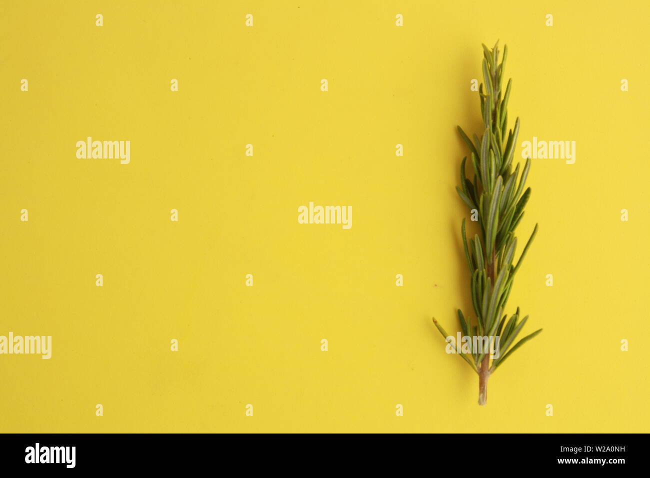 pretty branch of rosemary in colorful background Stock Photo - Alamy