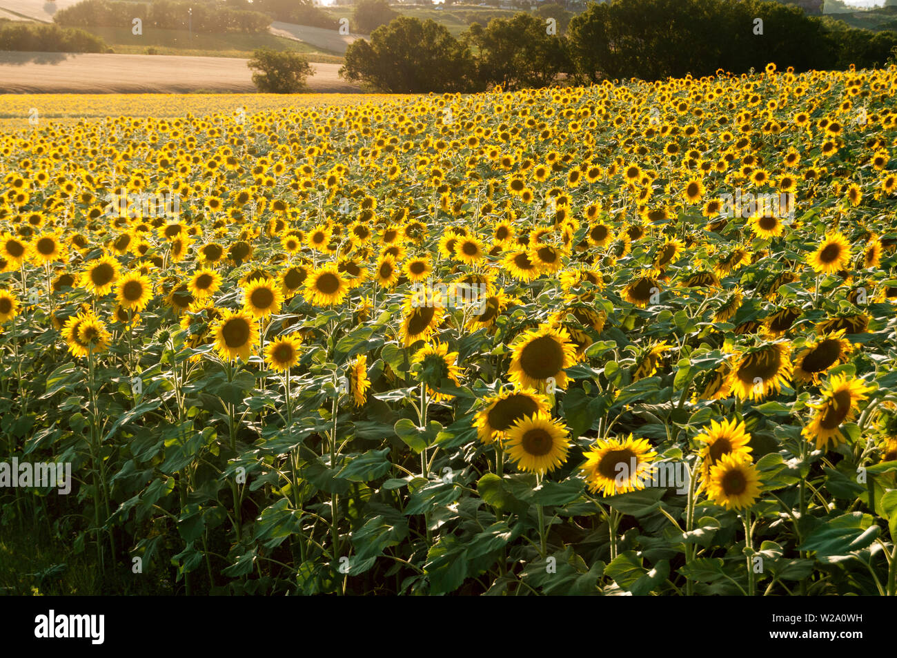 Huge fields green yellow hi-res stock photography and images - Alamy
