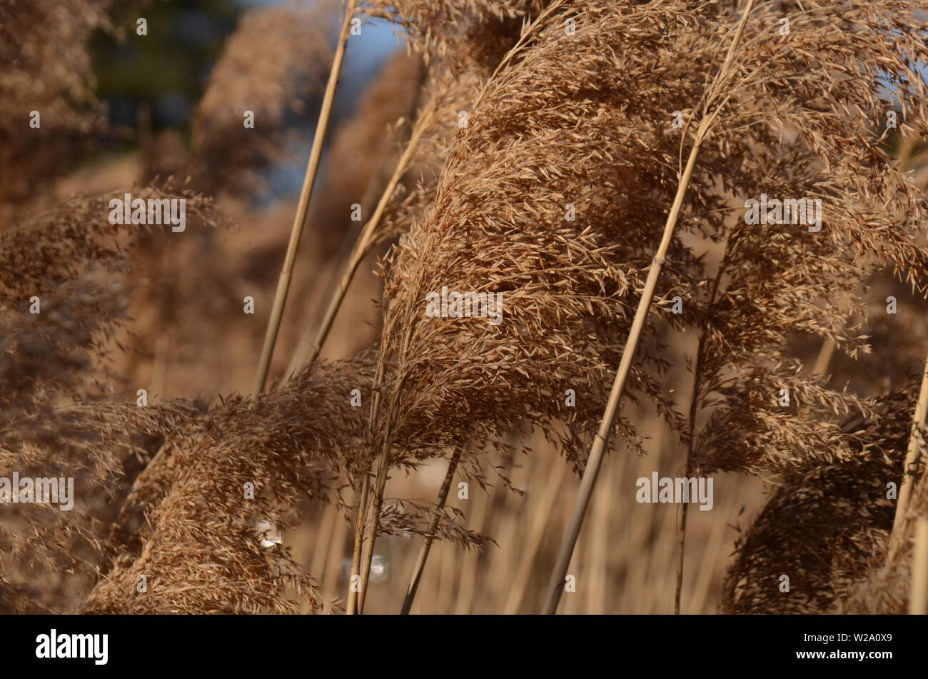 PRETTY GRASS Wild grown Pampas plants endure a windy day in the garden ...
