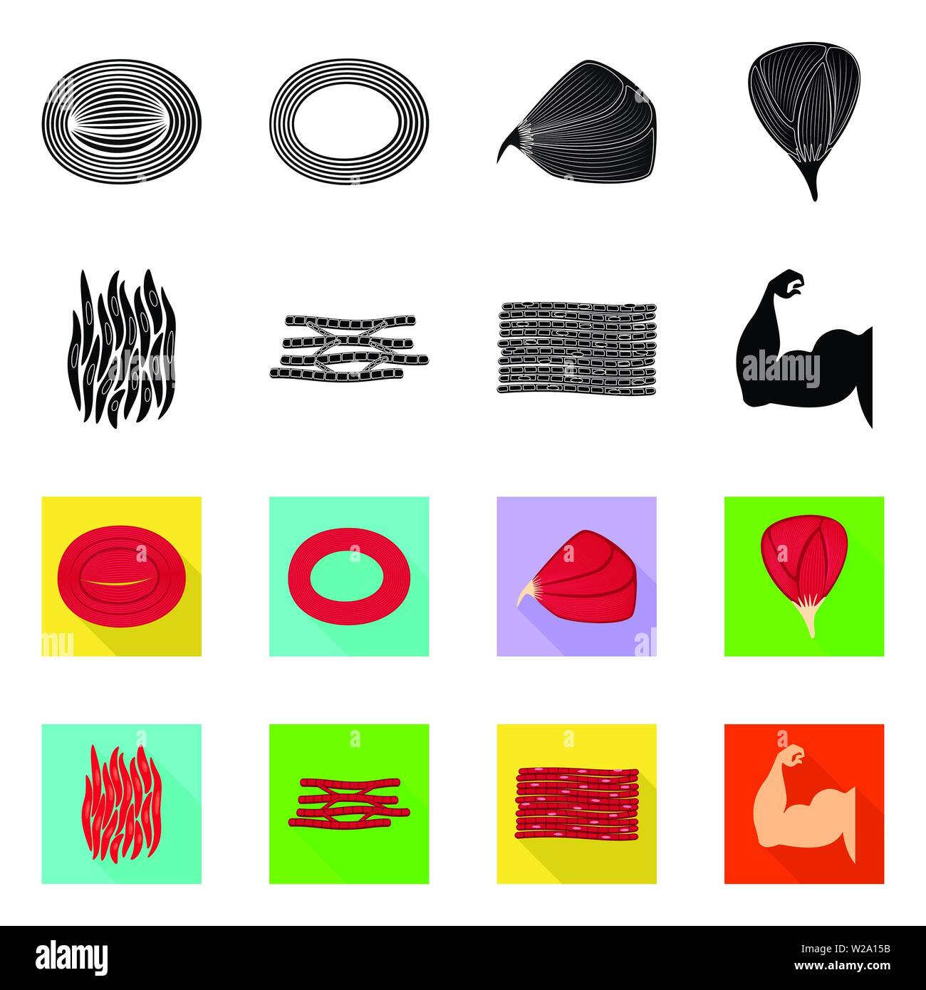 Vector design of fiber and muscular symbol. Set of fiber and body stock ...