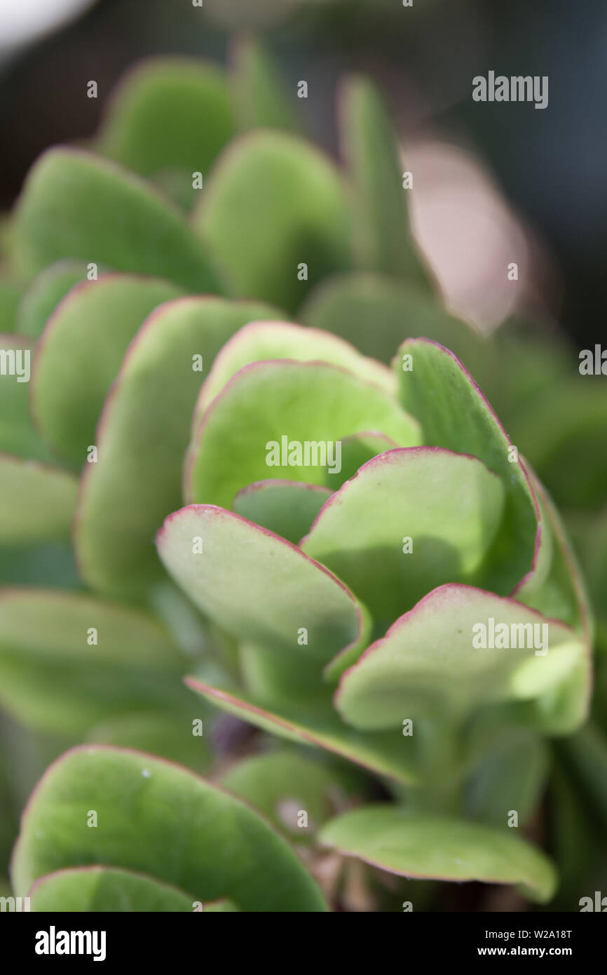 Close up view of green cactus leaves with some leaves blurred in the ...