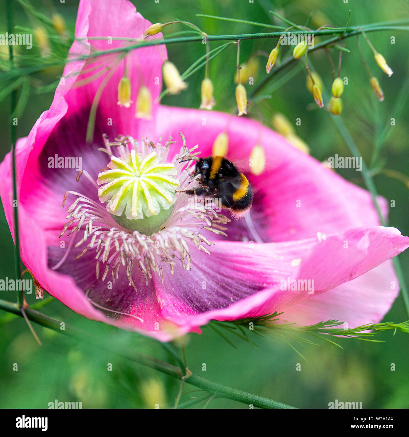 Bumble bee flying flower poppy hi-res stock photography and images - Alamy