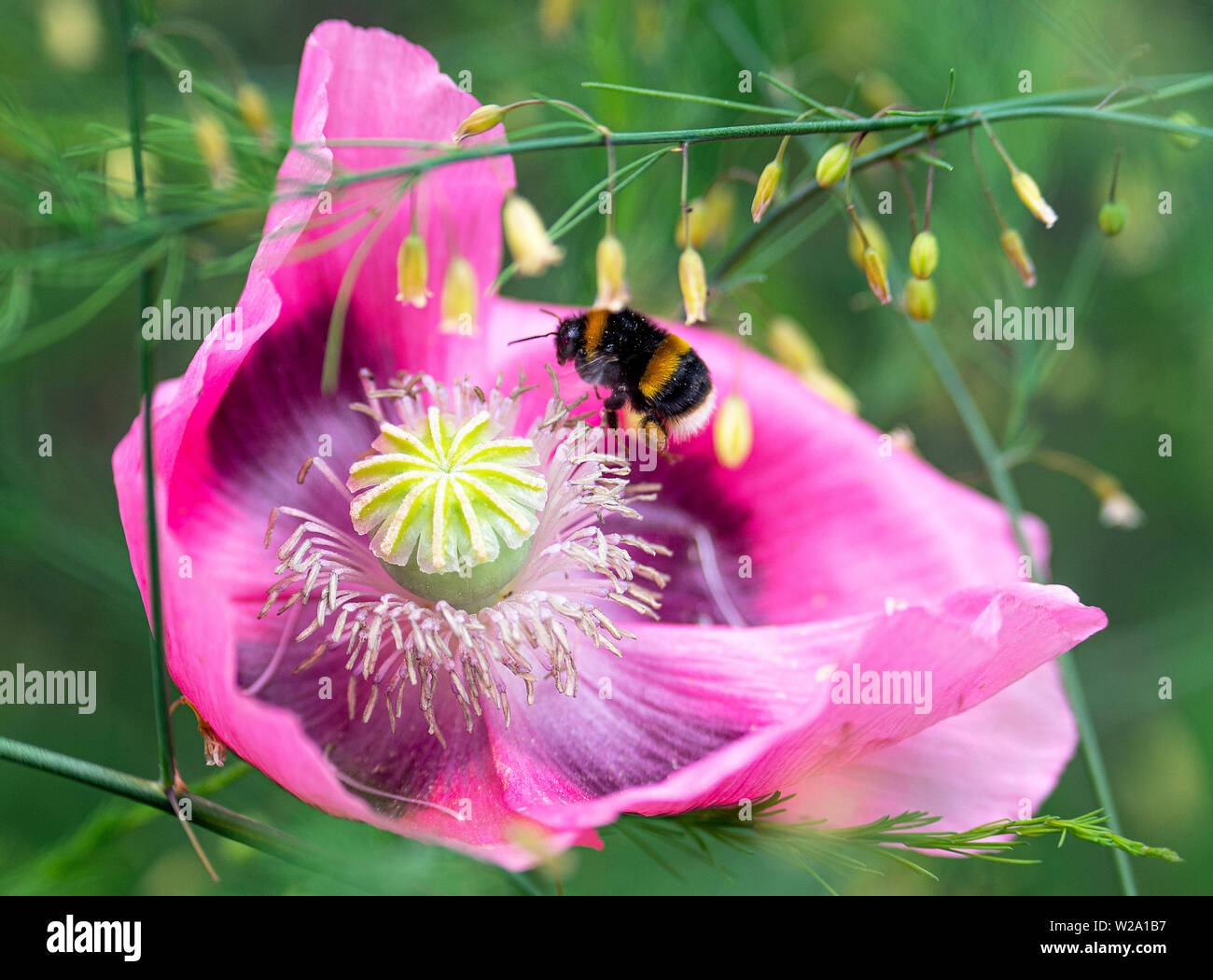 Bumble bee poppy seed hi-res stock photography and images - Alamy
