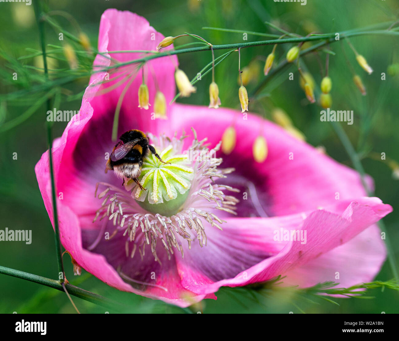 Bumble bee flying flower poppy hi-res stock photography and images - Alamy