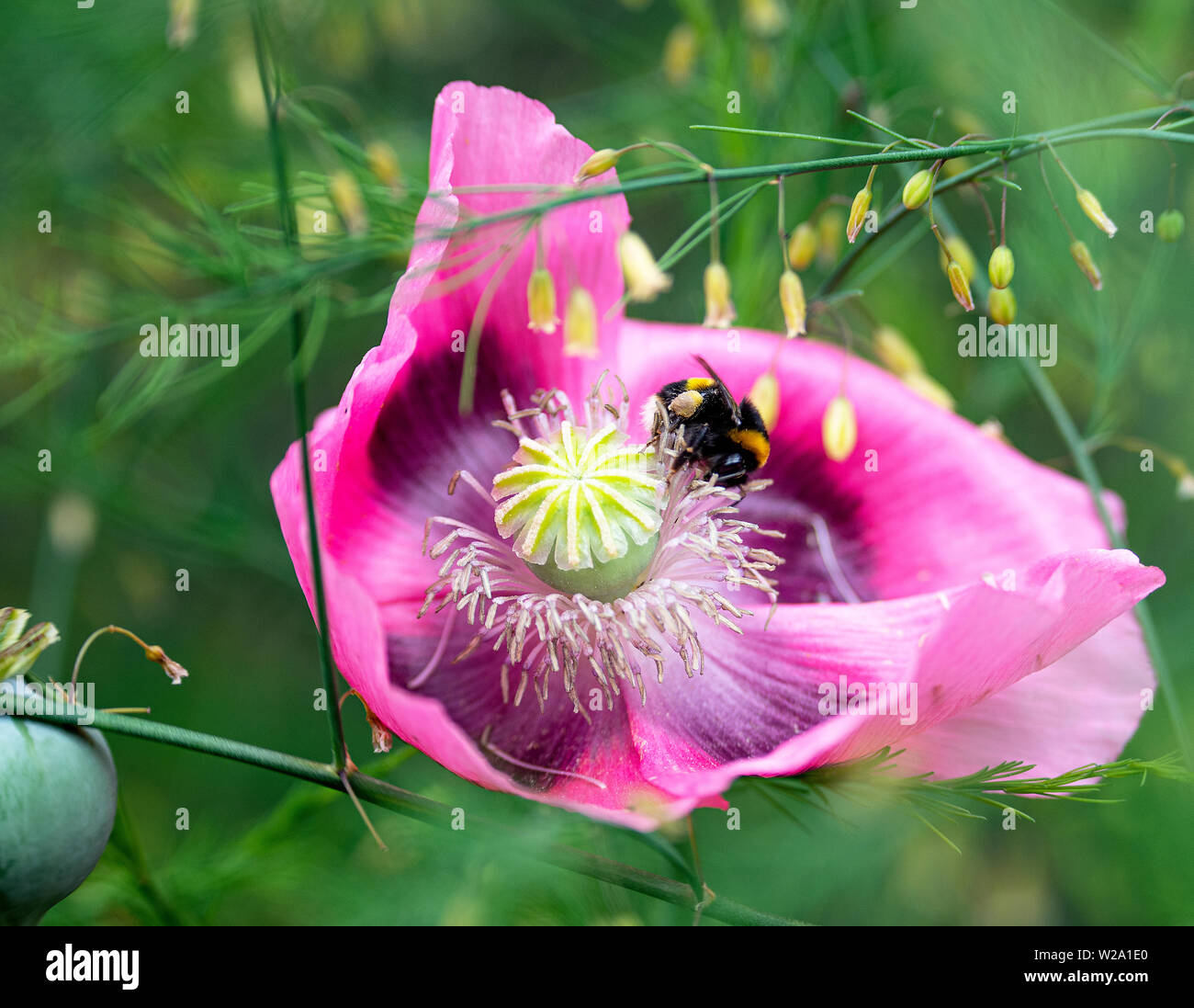 Bumble bee flying flower poppy hi-res stock photography and images - Alamy
