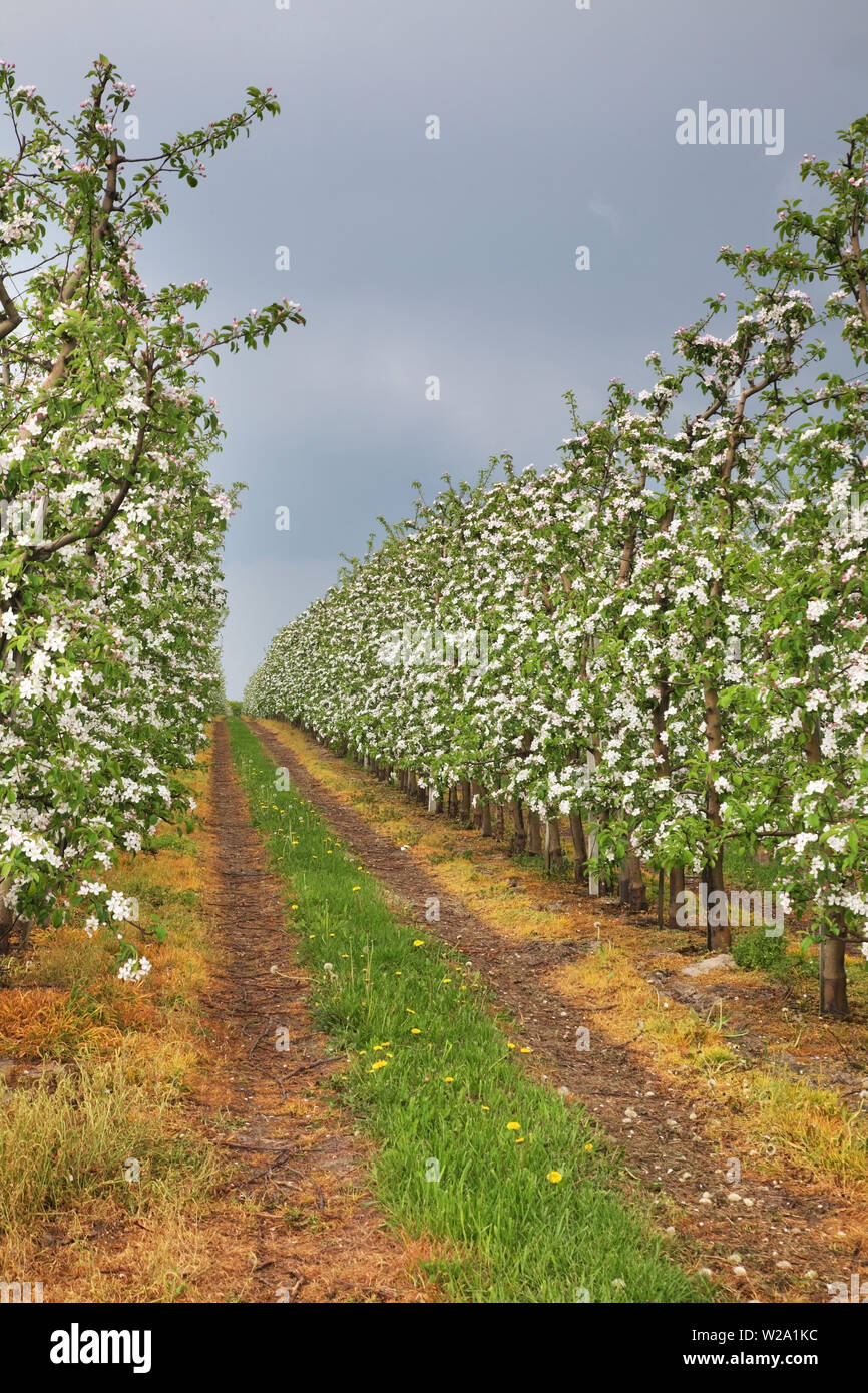 Poland apple tree plantation hi-res stock photography and images - Alamy