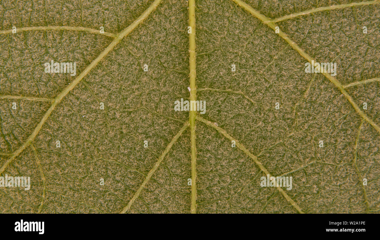 Rear close up view of green textured wet grape leaf. For background ...