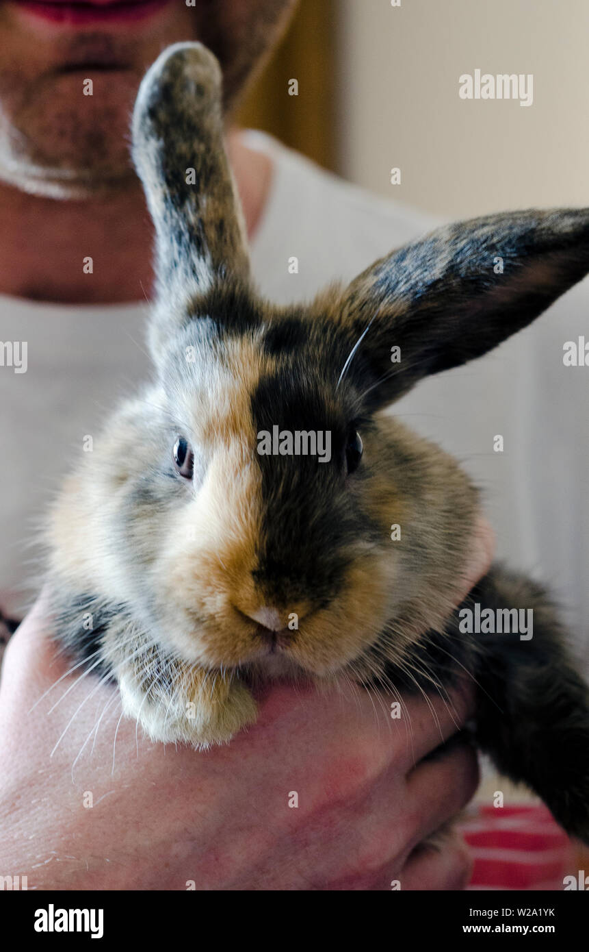 Cute pet Rabbit Stock Photo - Alamy