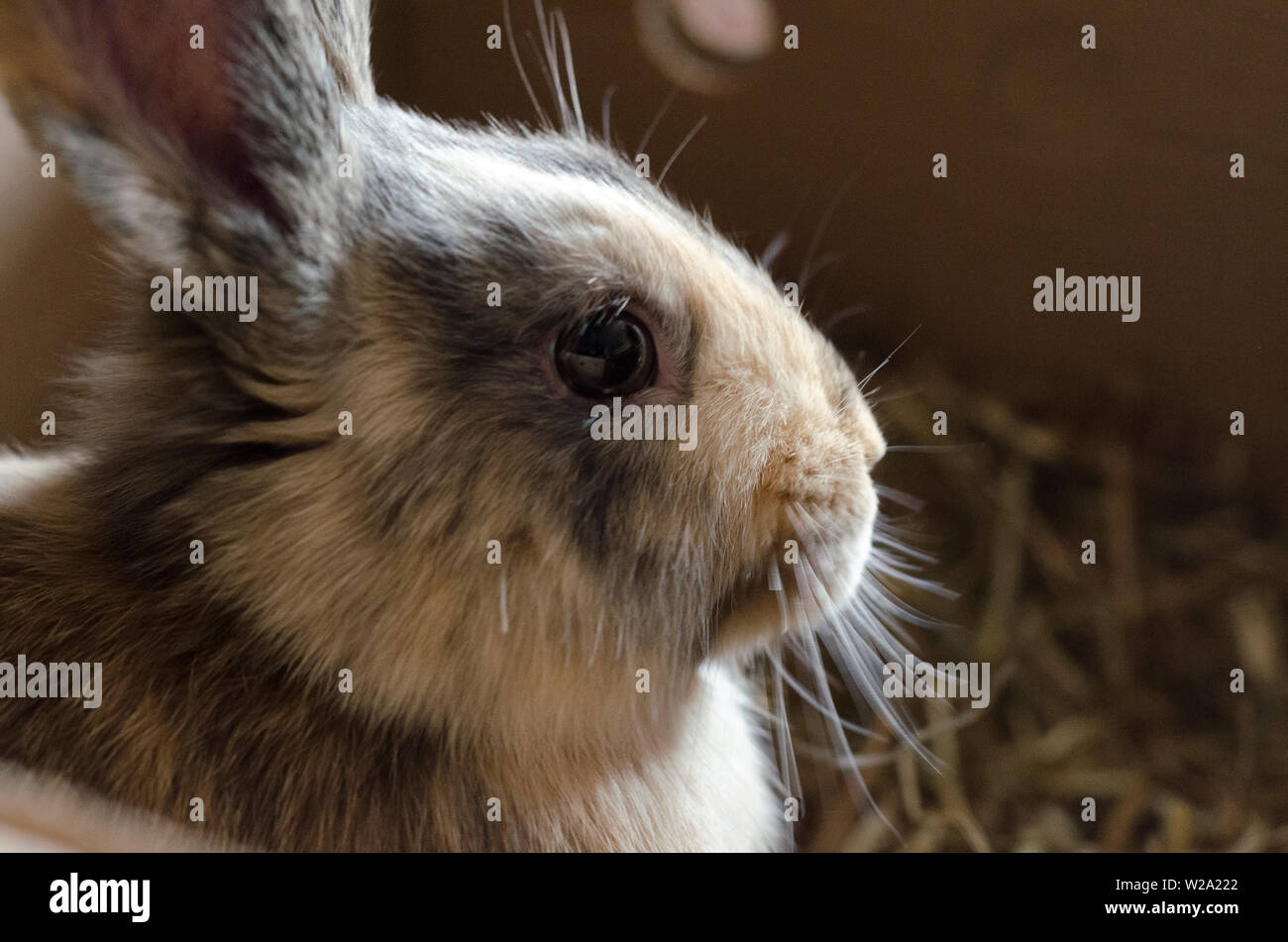 Cute pet Rabbit Stock Photo - Alamy