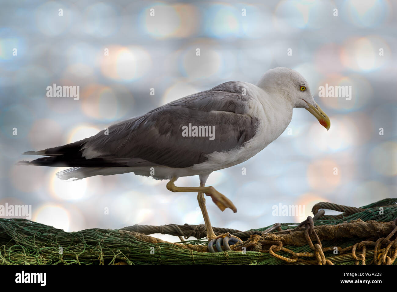 Lone seagull on wing hi-res stock photography and images - Alamy