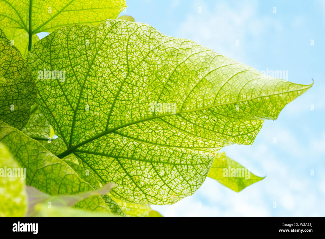 Bottom of the leaf hi-res stock photography and images - Alamy