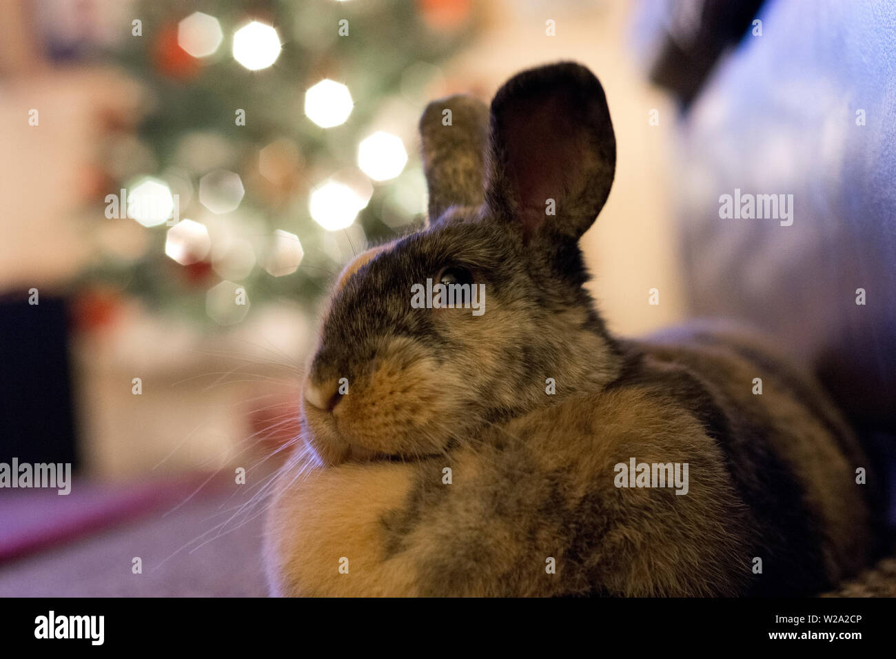Cute pet Rabbit Stock Photo - Alamy